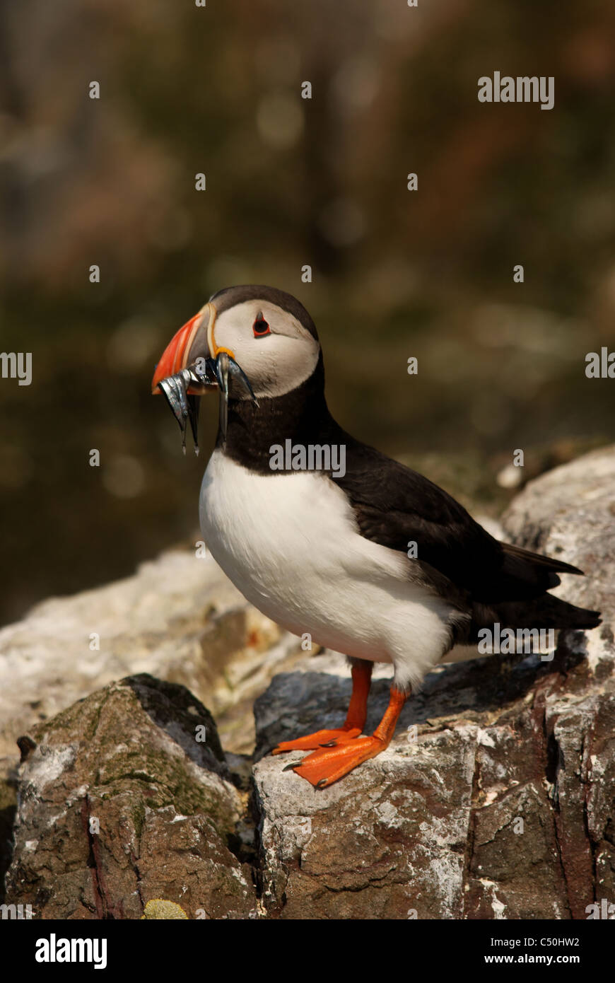 Atlantic Puffin with fish Stock Photo - Alamy