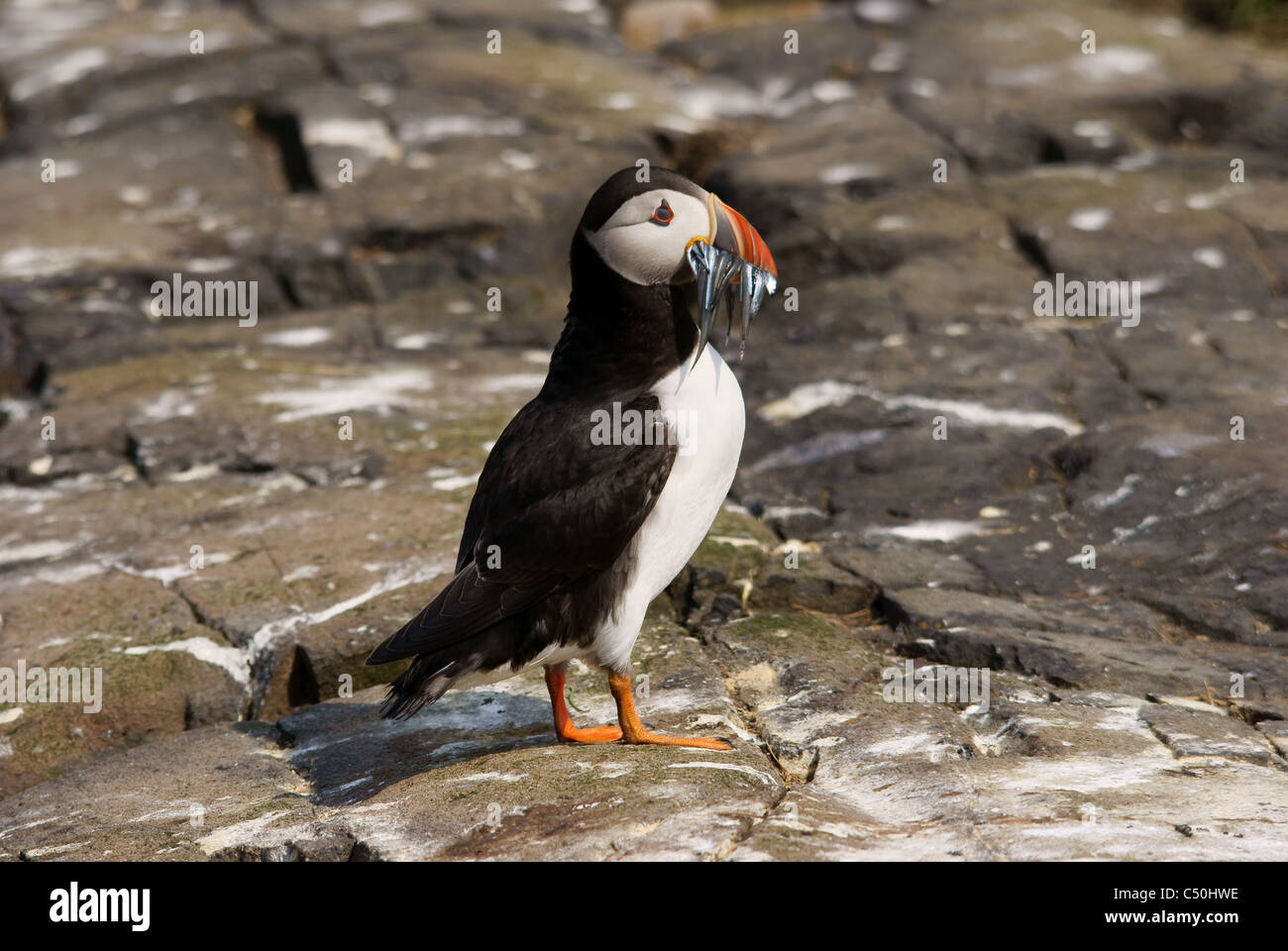 Atlantic Puffin with fish Stock Photo - Alamy