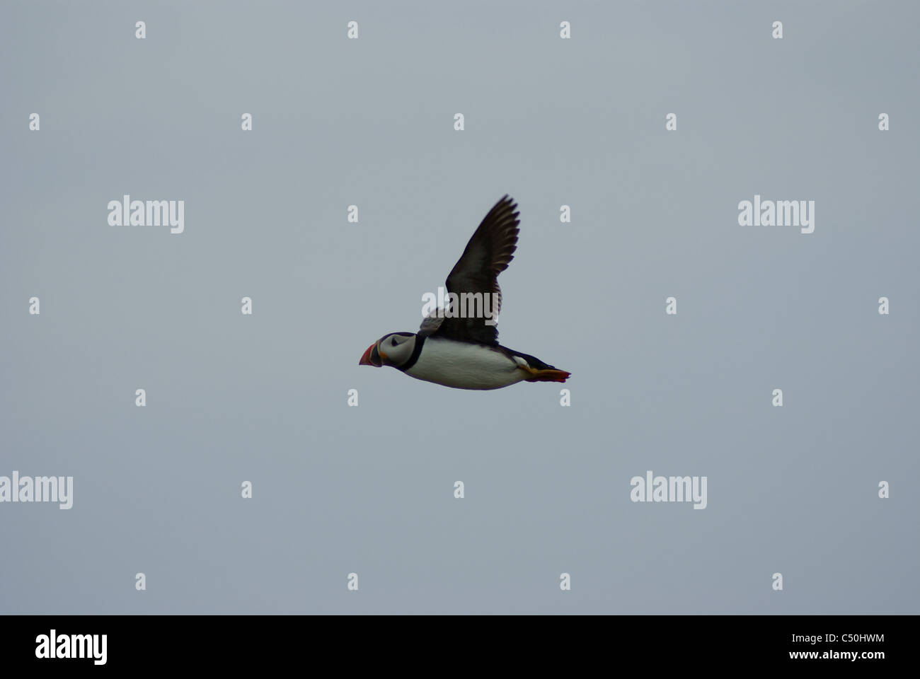 Puffin in Flight Stock Photo - Alamy