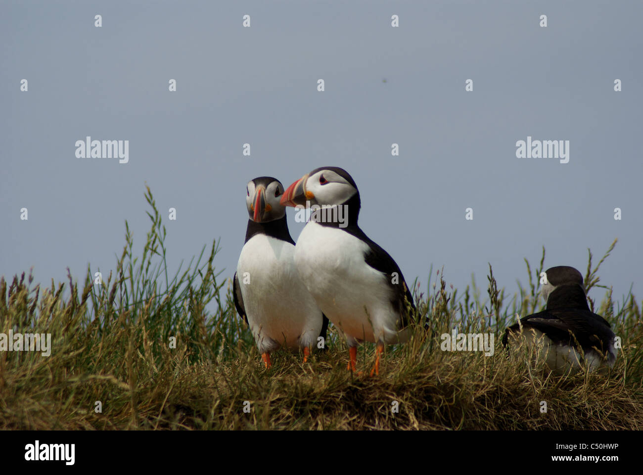 Puffin front view hi-res stock photography and images - Alamy