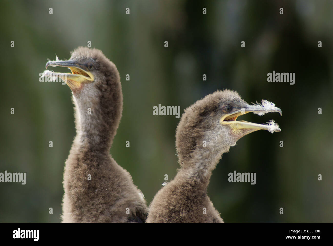 European Shag fledglings Stock Photo - Alamy