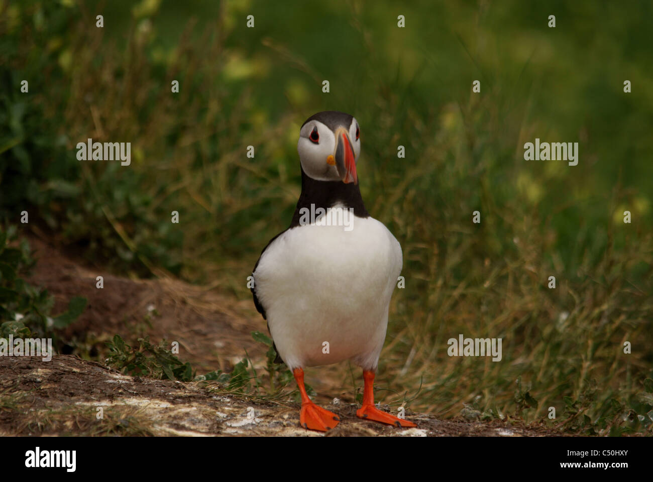 Puffin front view hi-res stock photography and images - Alamy