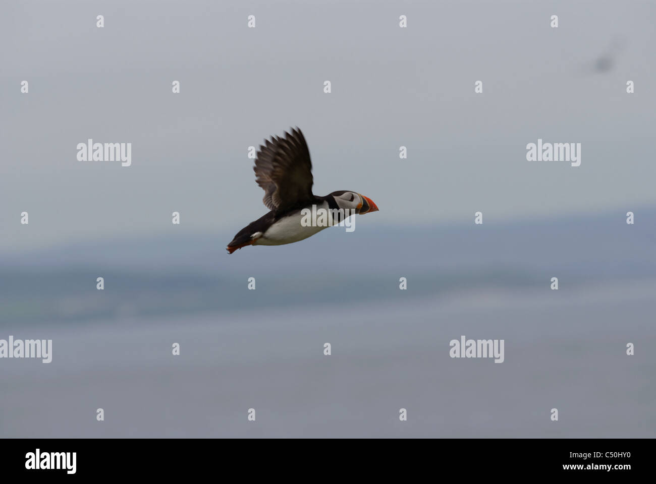 Puffin in Flight Stock Photo - Alamy