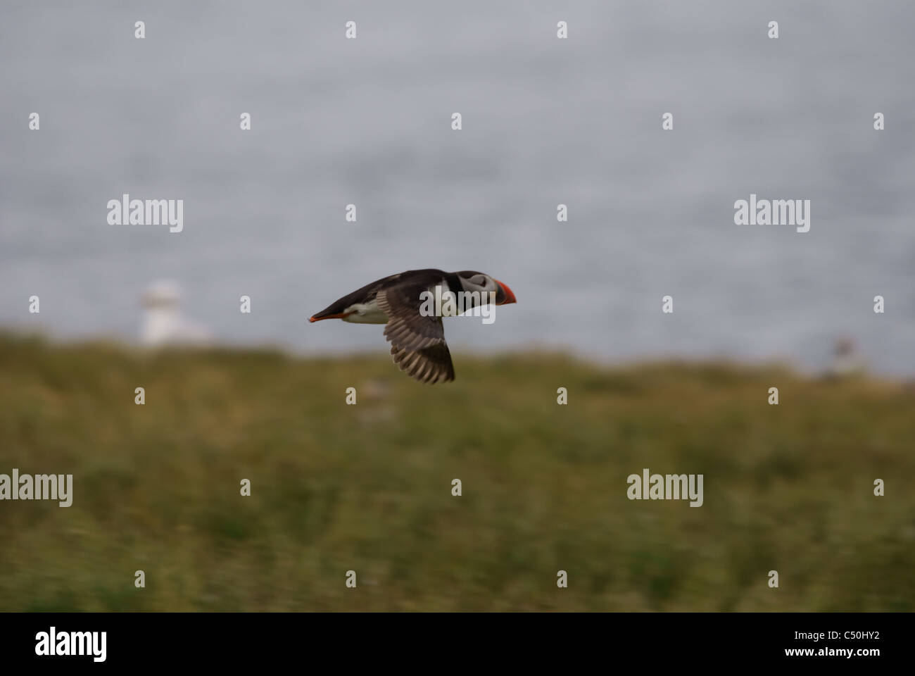 Puffin in Flight Stock Photo - Alamy
