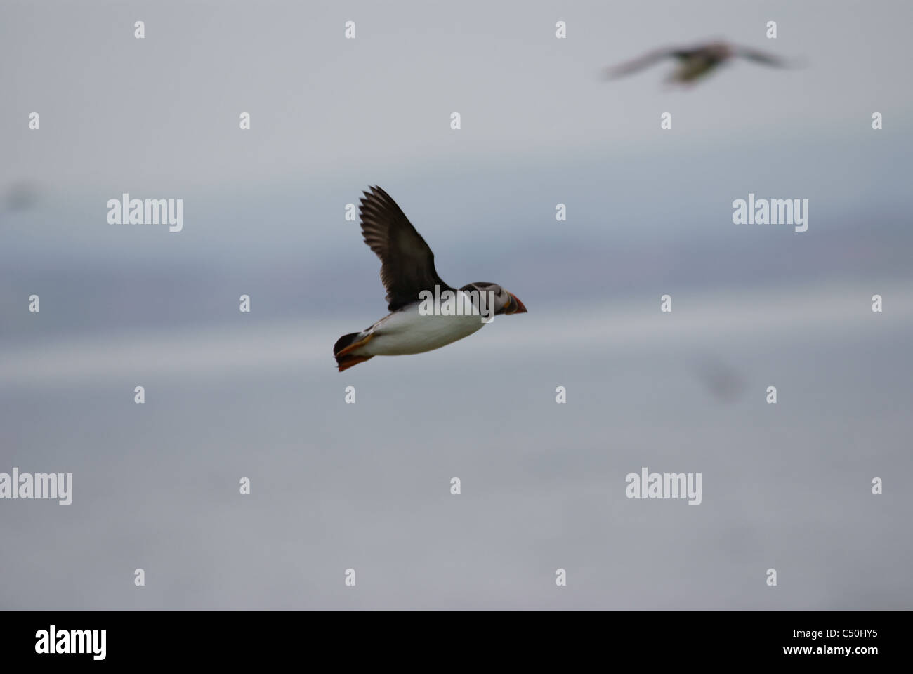 Puffin in Flight Stock Photo - Alamy