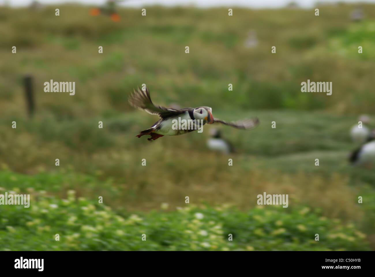 Puffin in Flight Stock Photo - Alamy