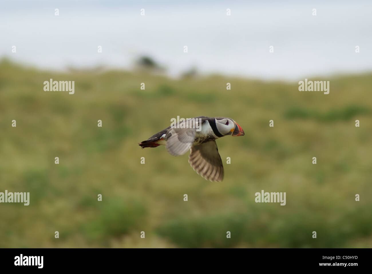 Puffin in Flight Stock Photo - Alamy