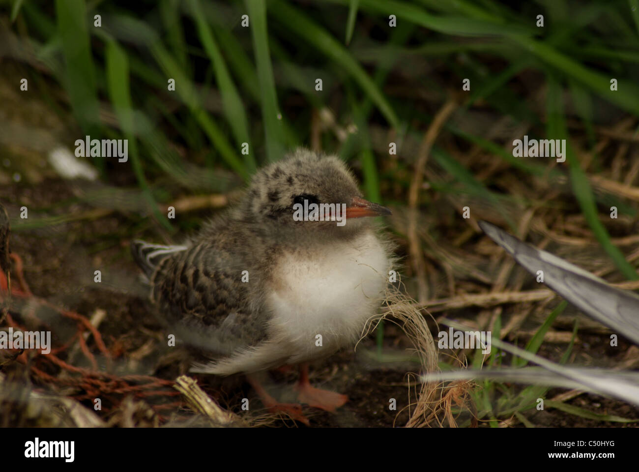 Arctic Tern in chick Stock Photo - Alamy