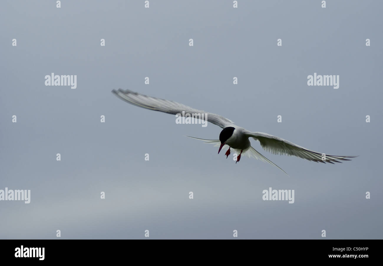Arctic Tern in Flight Stock Photo - Alamy