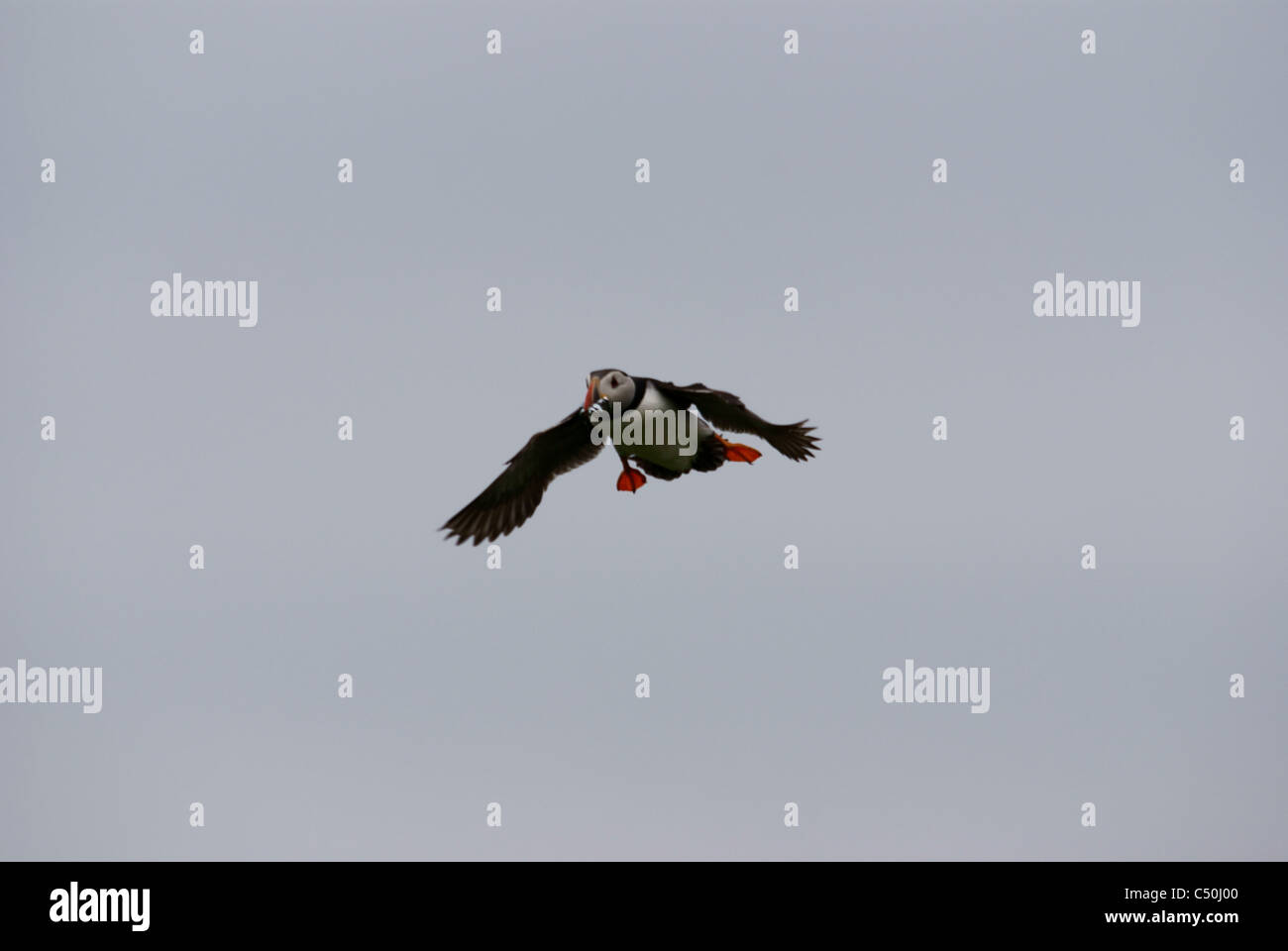 Puffin in Flight Stock Photo - Alamy