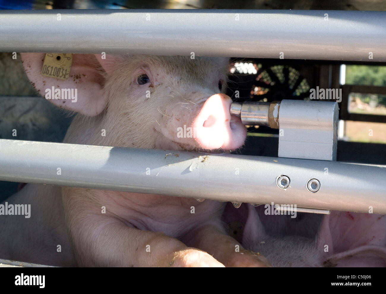 Commercial Transport Of Livestock High Resolution Stock Photography and ...