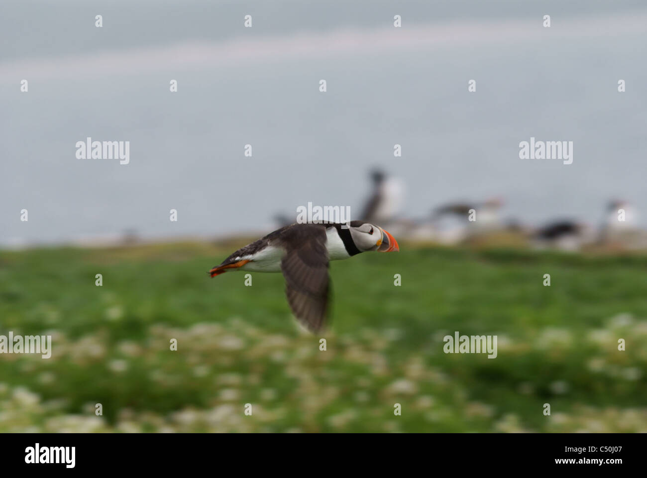 Puffin in Flight Stock Photo - Alamy
