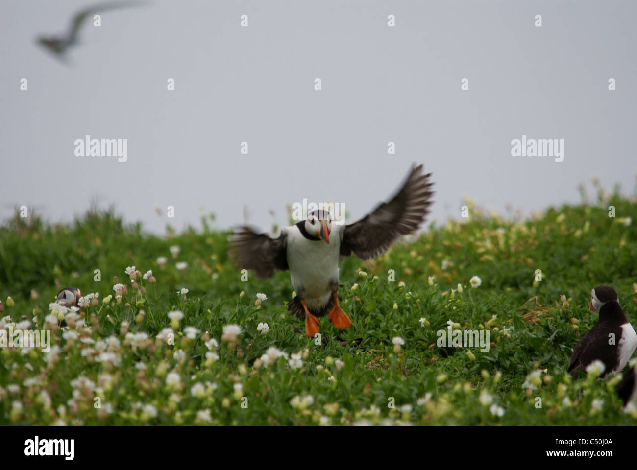 Puffin in Flight Stock Photo - Alamy