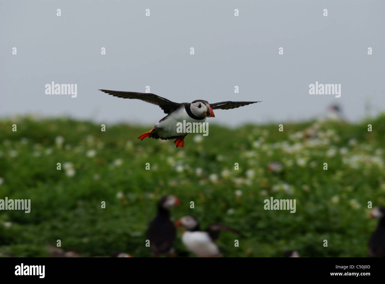Puffin in Flight Stock Photo - Alamy