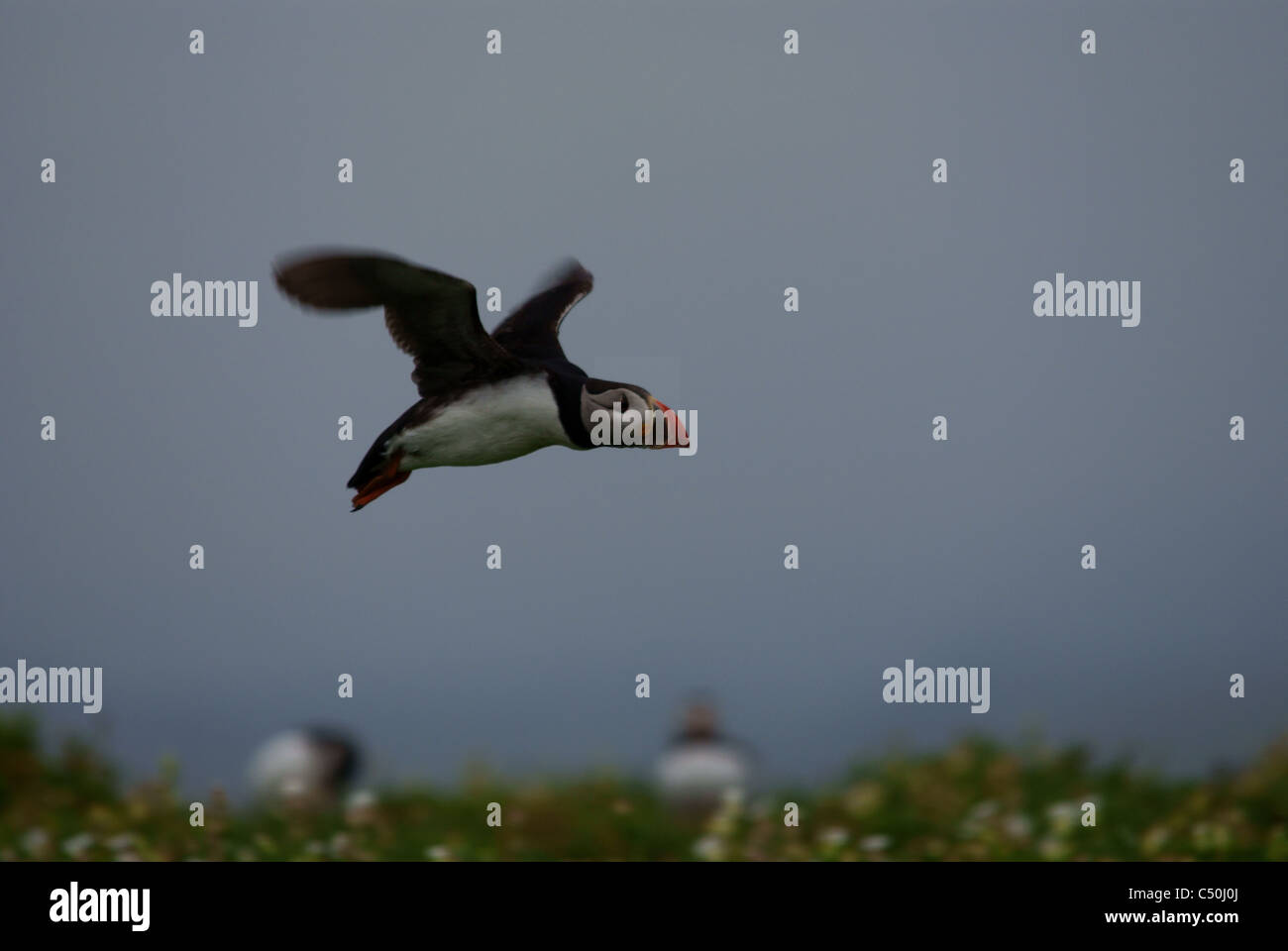 Puffin in Flight Stock Photo - Alamy