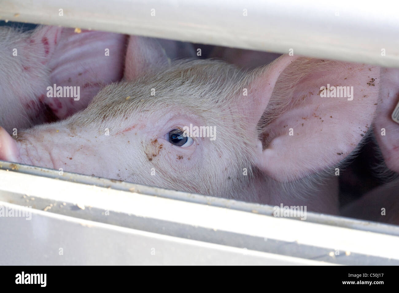 Factory farm pigs hi-res stock photography and images - Alamy