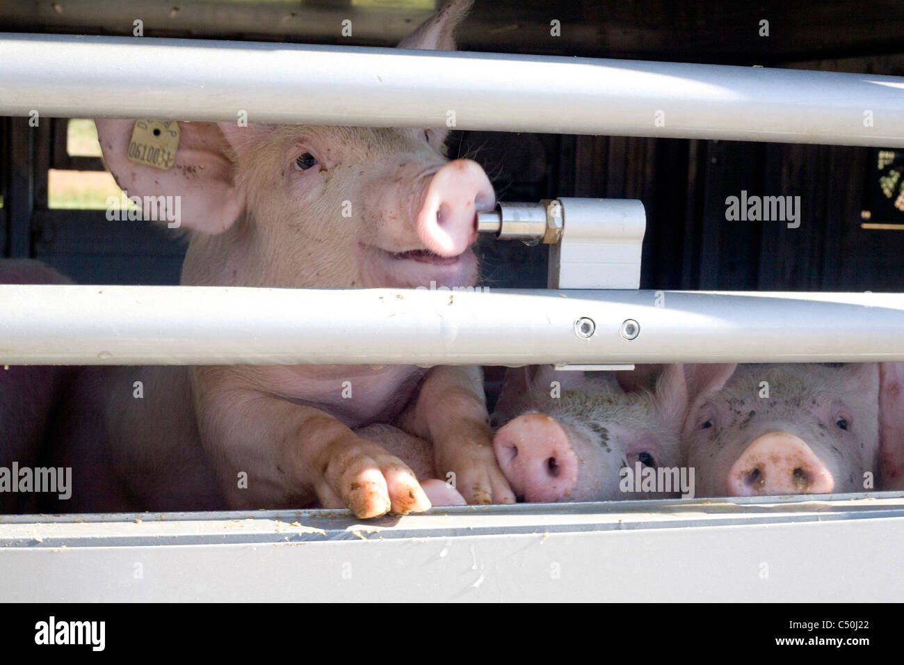 Factory Farm Pigs Stock Photos & Factory Farm Pigs Stock Images - Alamy