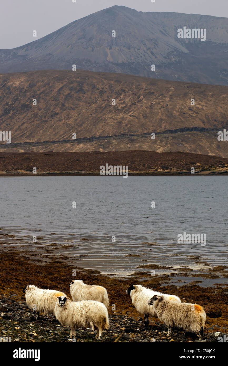 Sheep in Scotland Stock Photo - Alamy