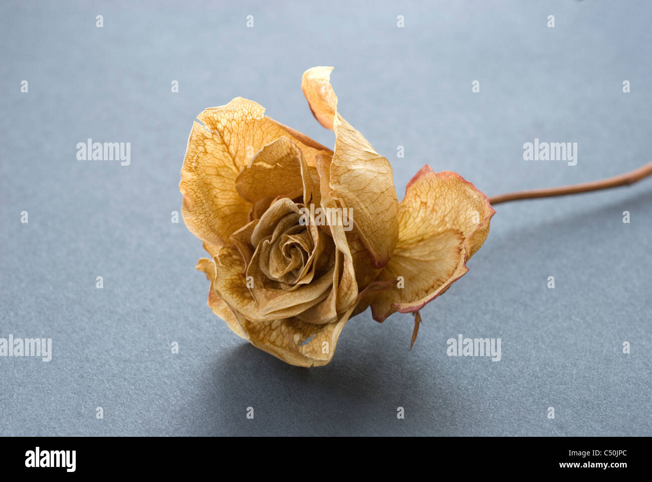Dried and dessicated rose flower Stock Photo - Alamy