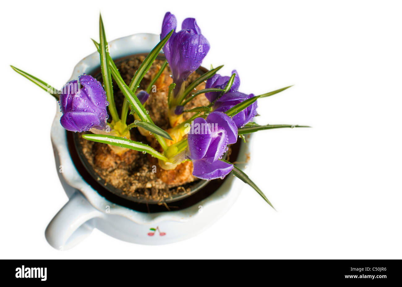 Crocus Flowers in Pot Isolated on White Stock Photo - Alamy