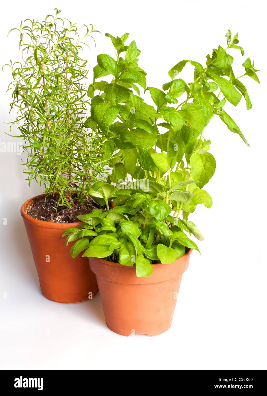 Pots basil rosemary mint hi-res stock photography and images - Alamy