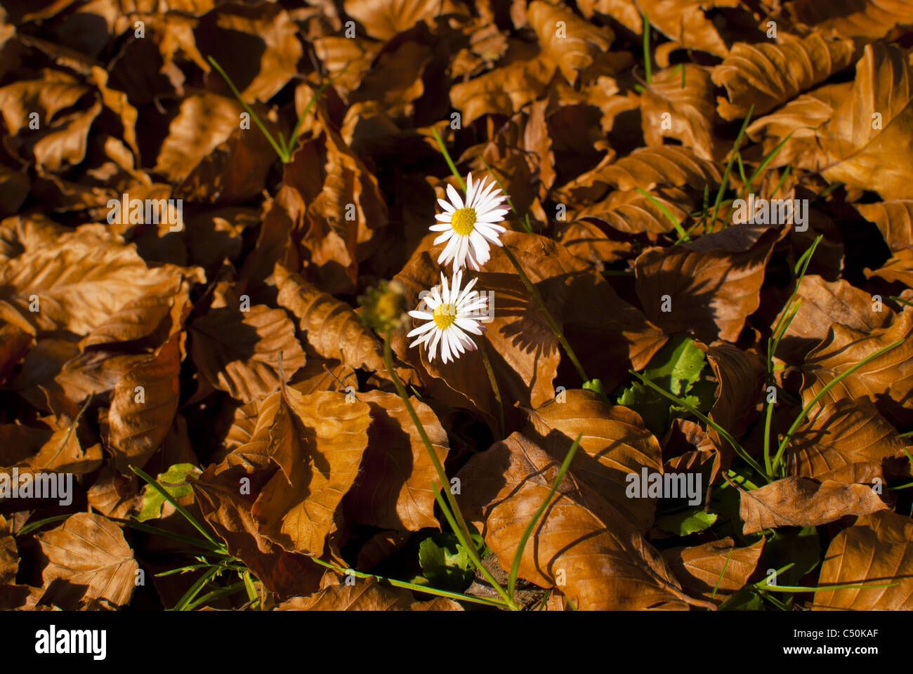 Daisy flower and defoliated autumn leaves Stock Photo - Alamy
