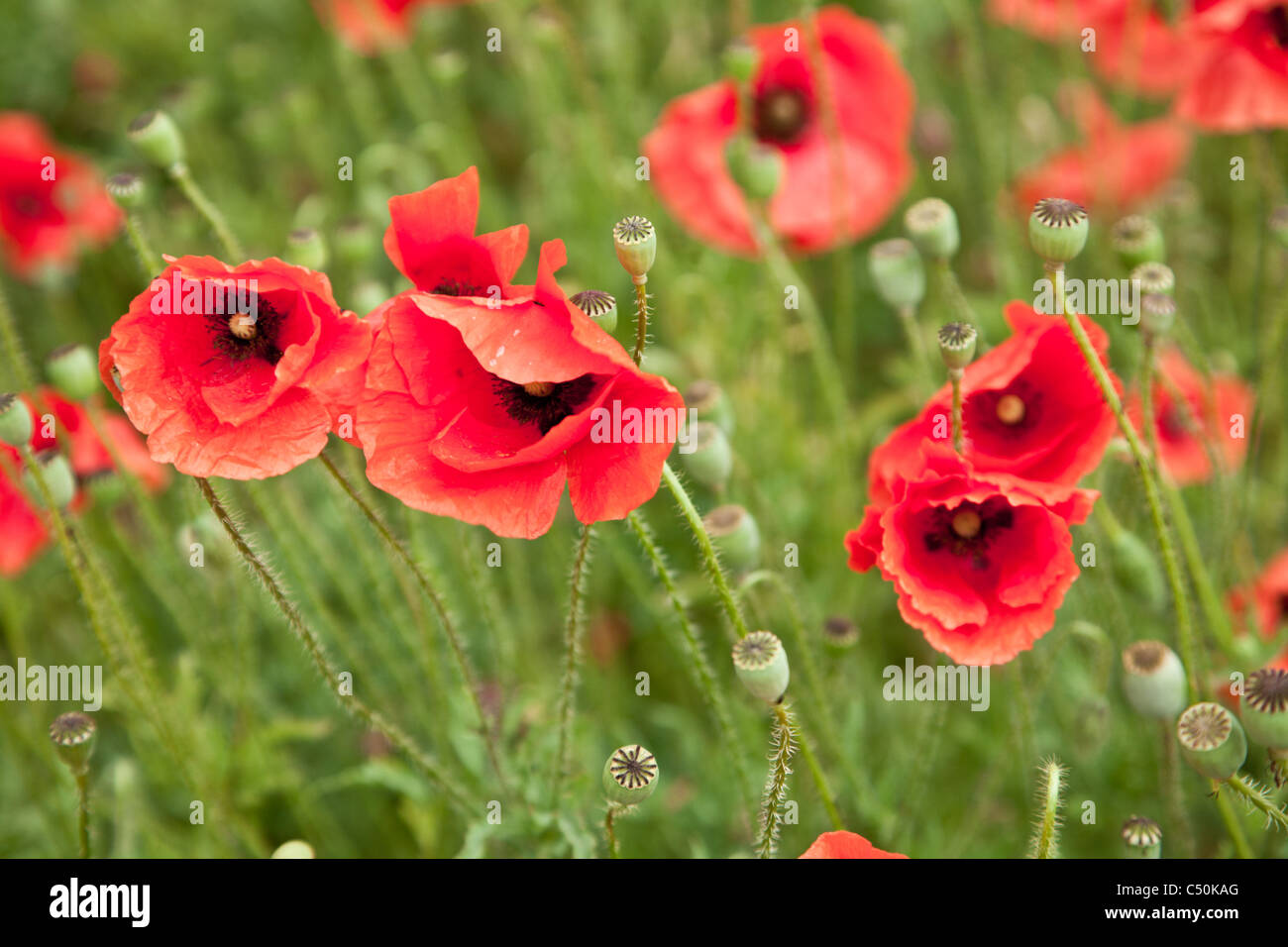 Poppy field hi-res stock photography and images - Alamy