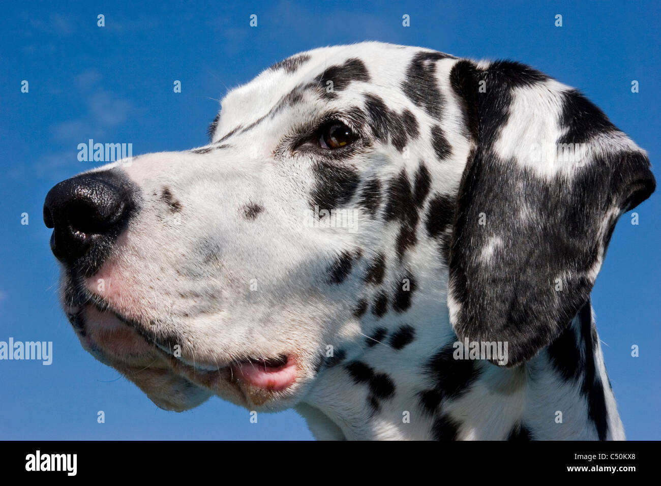 Black Dalmatian With White Spots