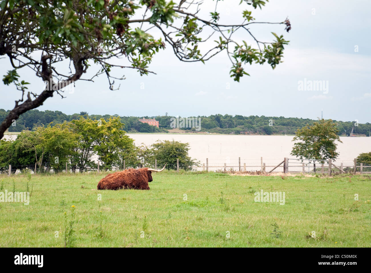 A view of the Suffolk Coast with Highland cow and the river alde at ...