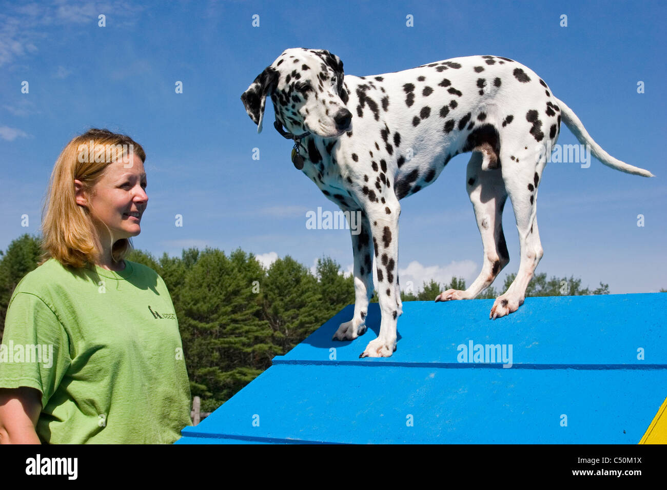 Woman dog trainer training dalmatian dog in agility obedience Stock ...