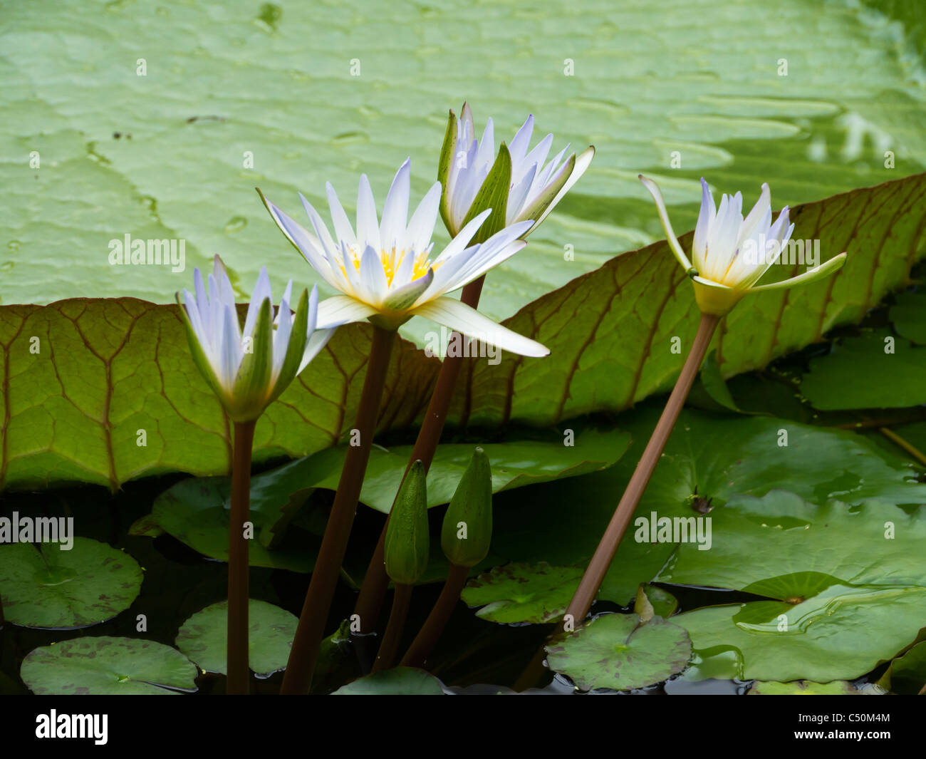 Water lilies and lily pad Stock Photo - Alamy