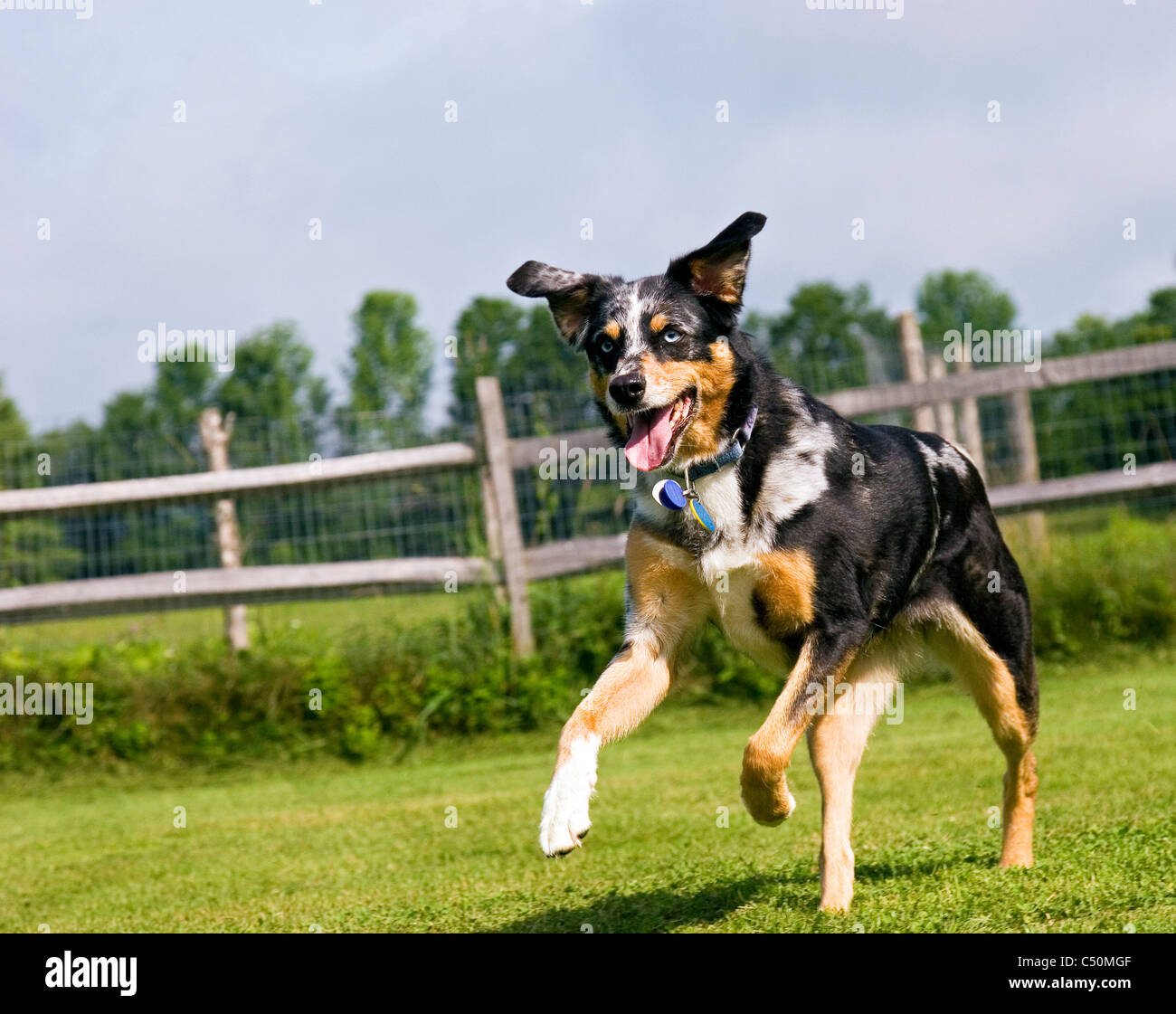 Dog running and playing in summertime, funny animal Stock Photo - Alamy
