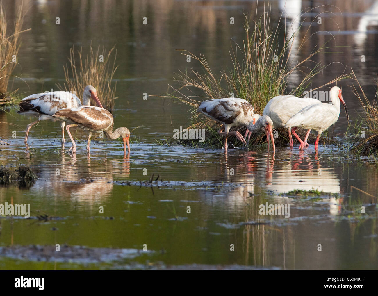 Ibisbird hi-res stock photography and images - Alamy
