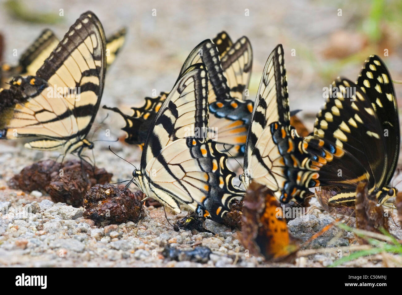 Butterfly puddling hi-res stock photography and images - Alamy