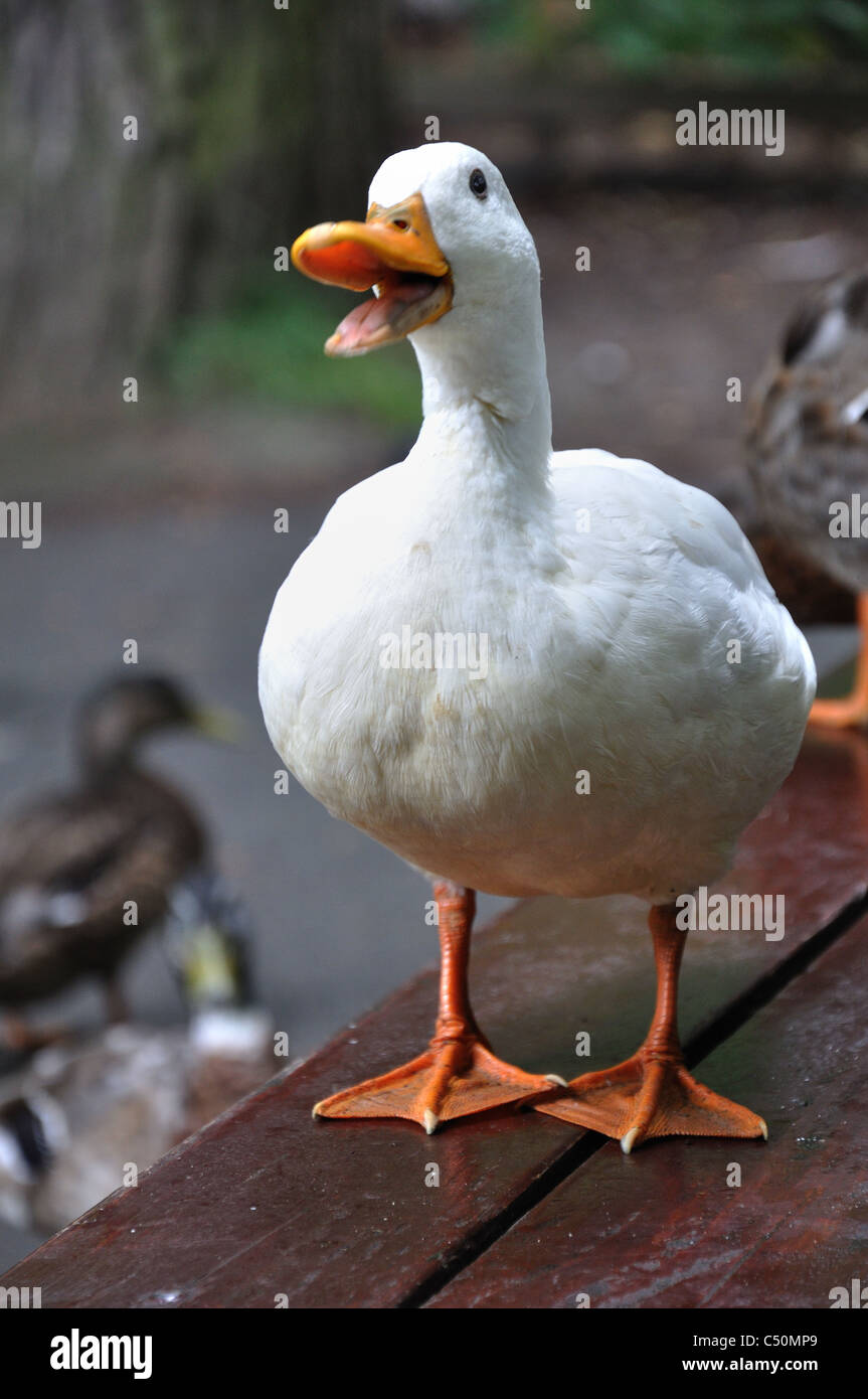 A single white duck Stock Photo - Alamy