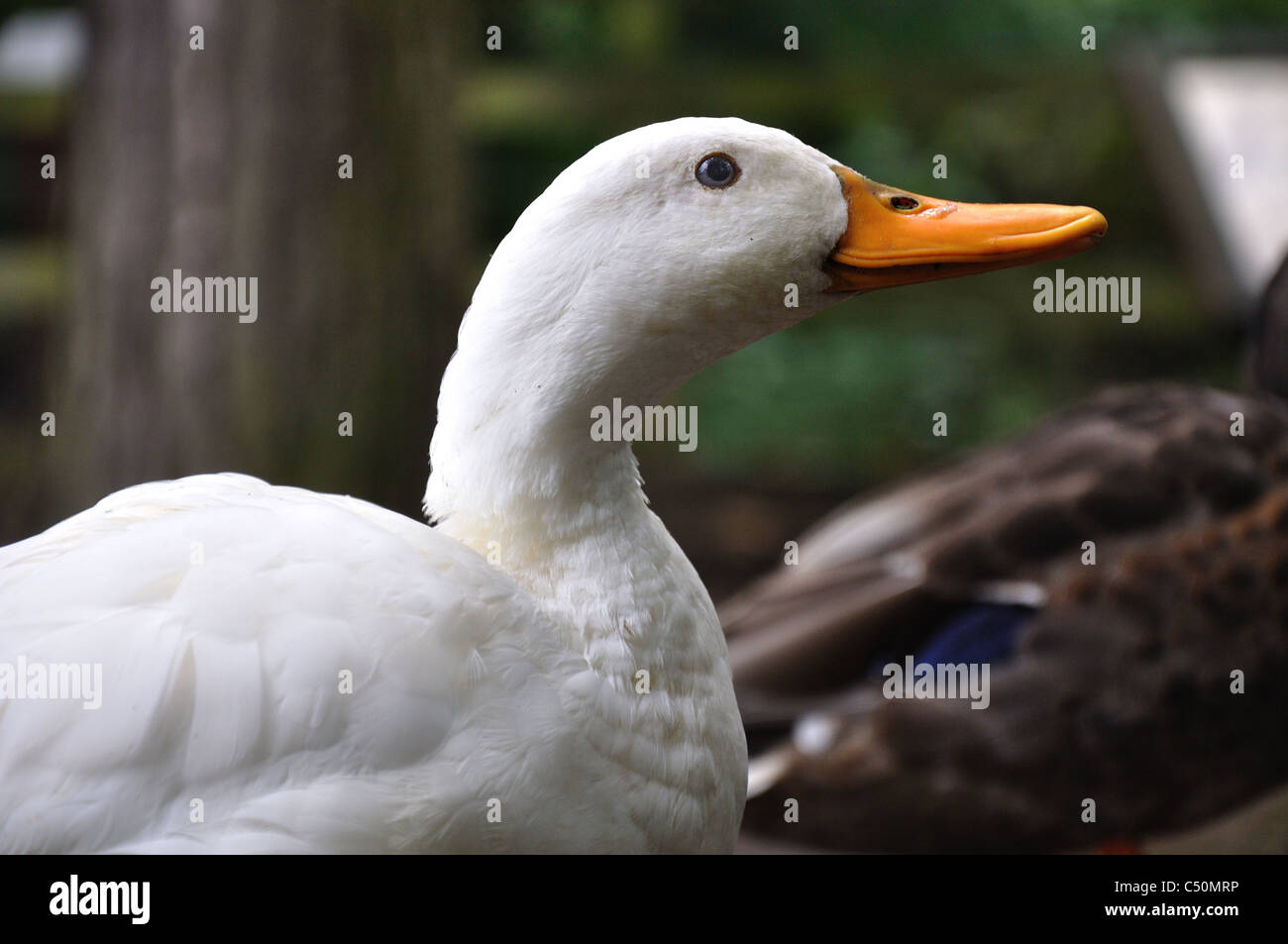 A single white duck Stock Photo - Alamy