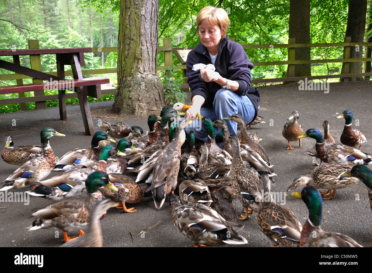 Woman feeding ducks by hand Stock Photo - Alamy