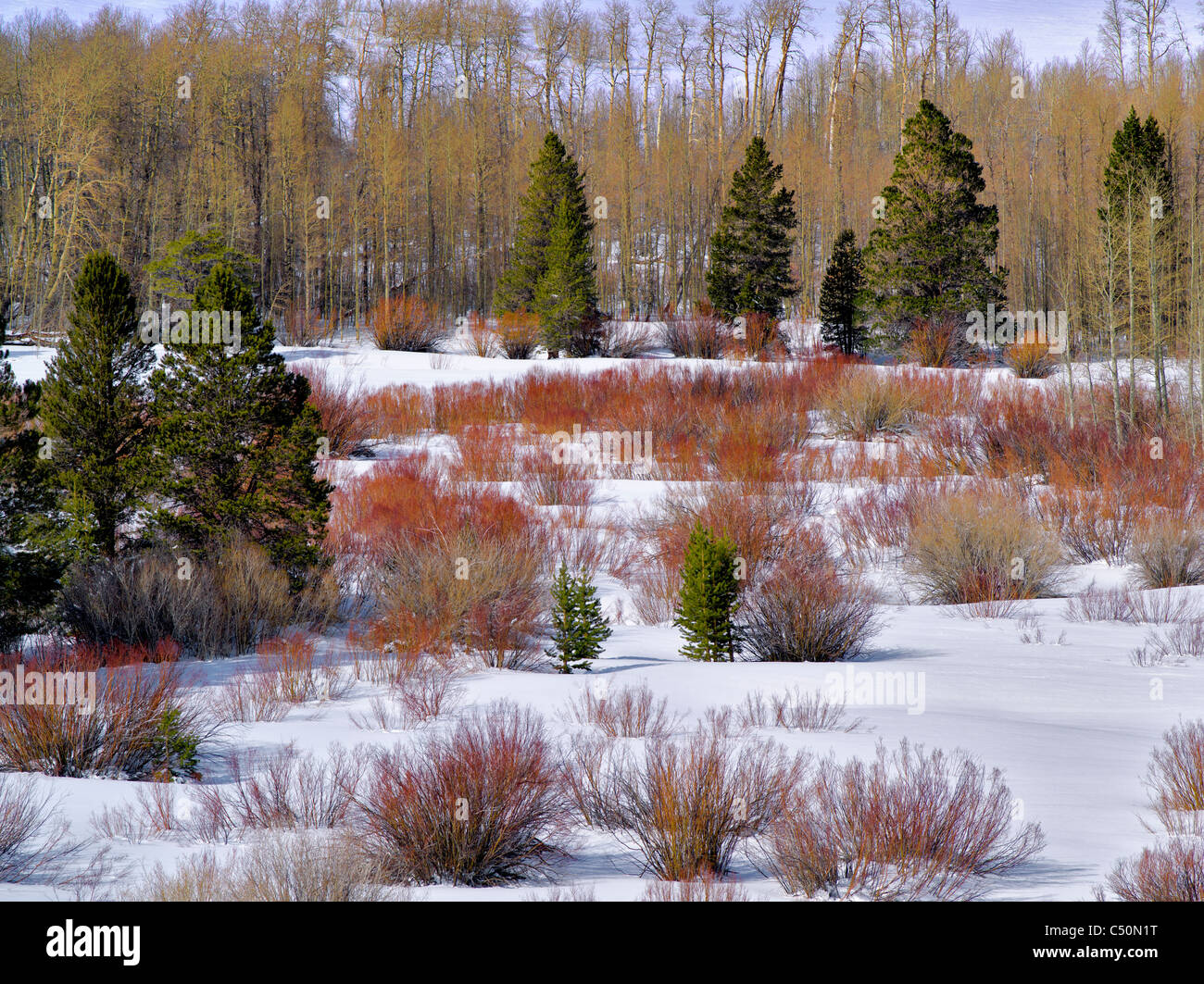 Willows hi-res stock photography and images - Alamy