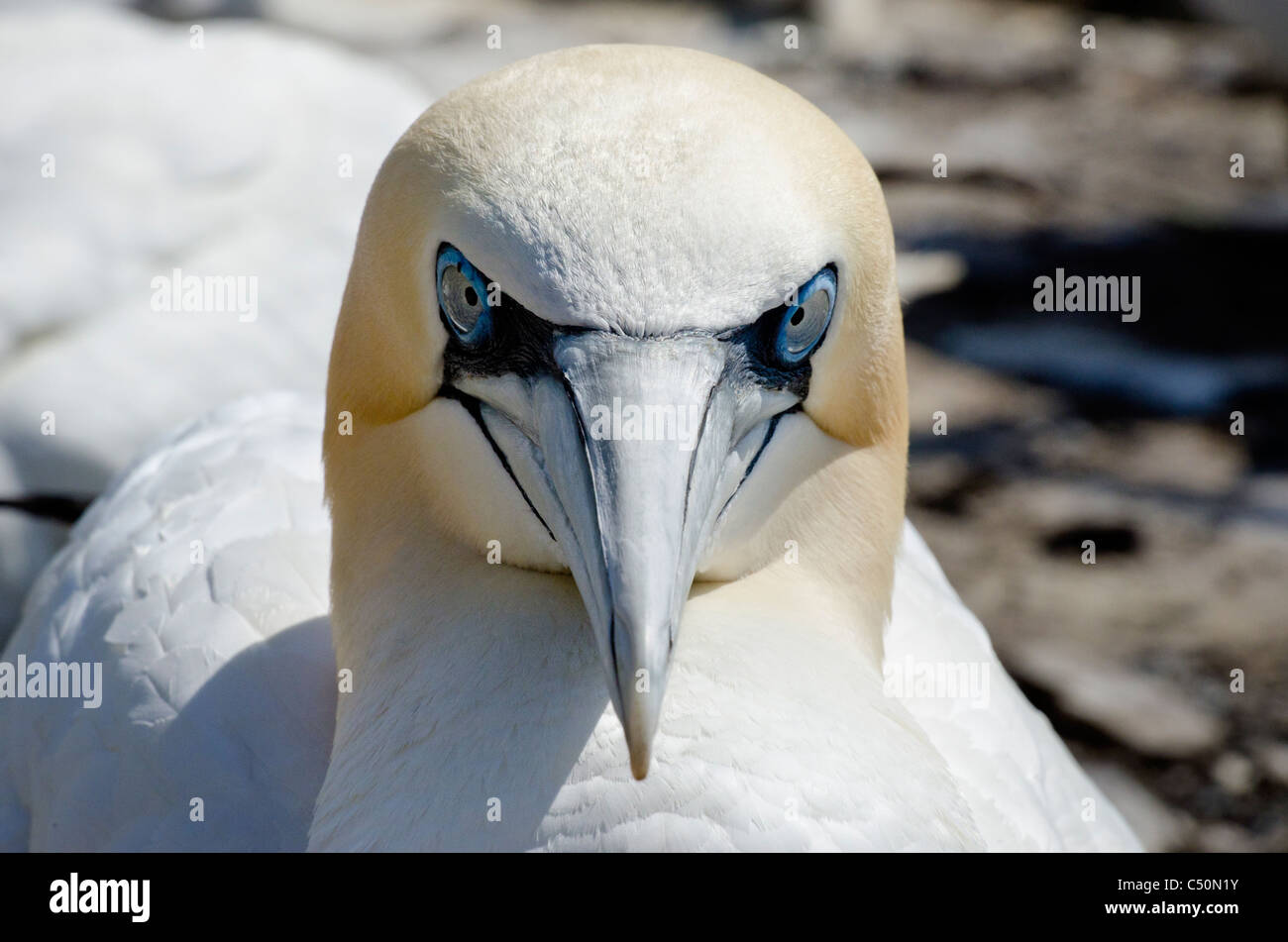 Scottish gannet hi-res stock photography and images - Alamy