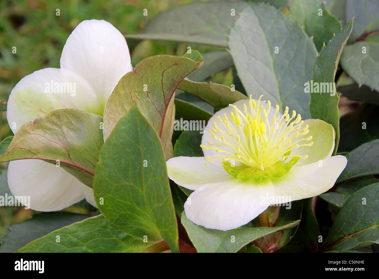 White winter hellebores hi-res stock photography and images - Alamy