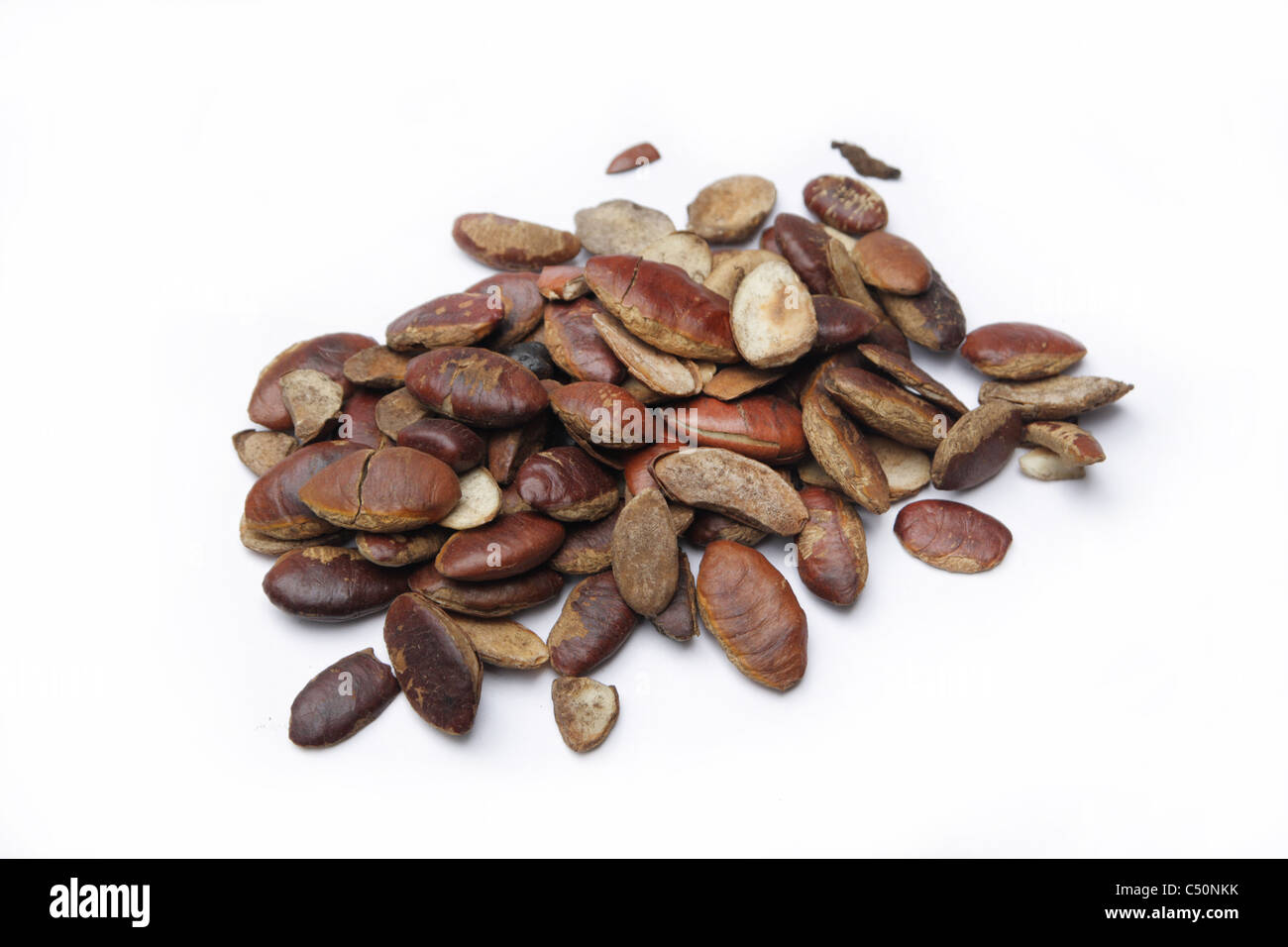 Irvingia Malayana nuts , The Barking Deer’s Mango nuts Stock Photo - Alamy