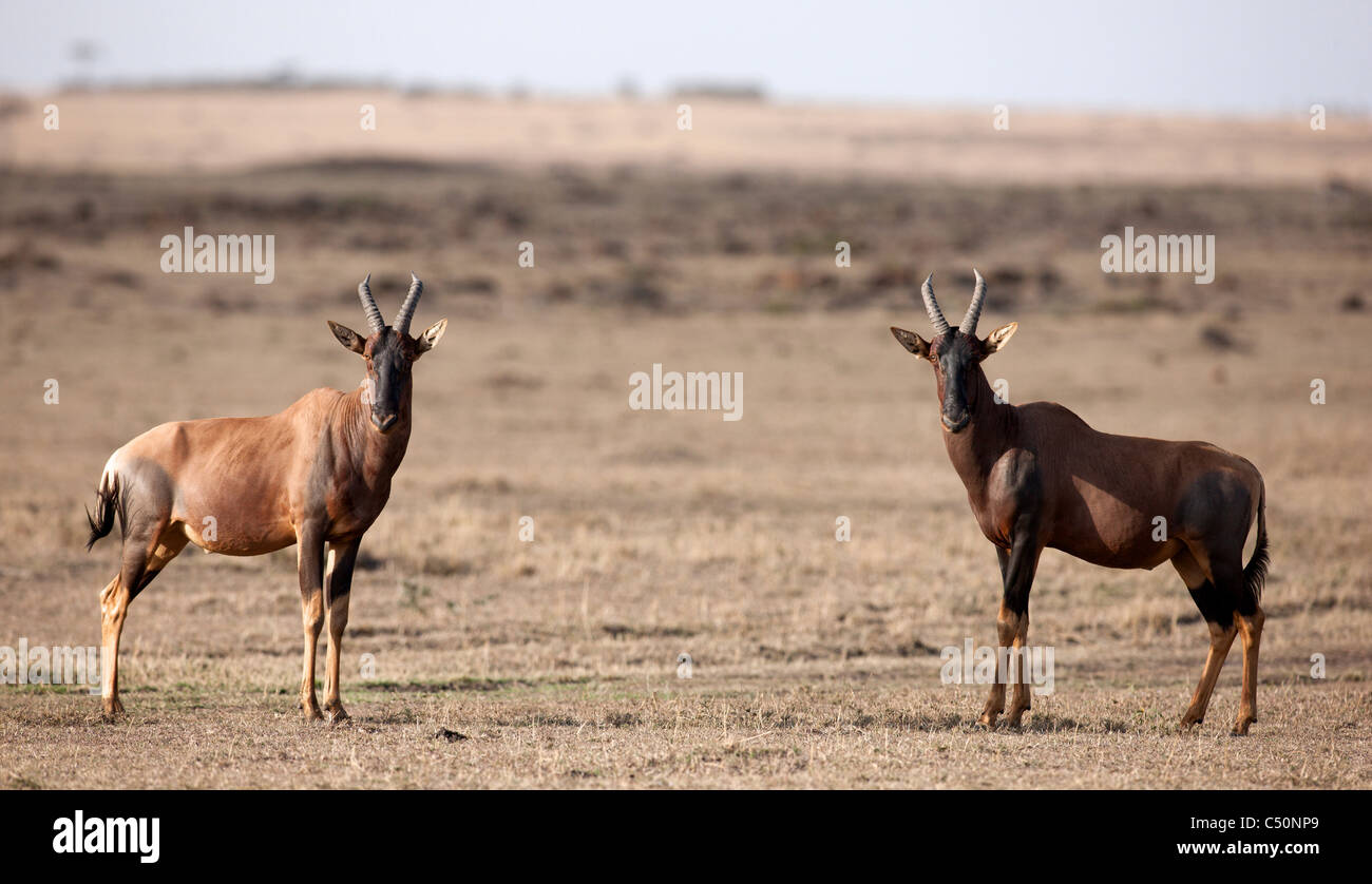 Two male topis hi-res stock photography and images - Alamy