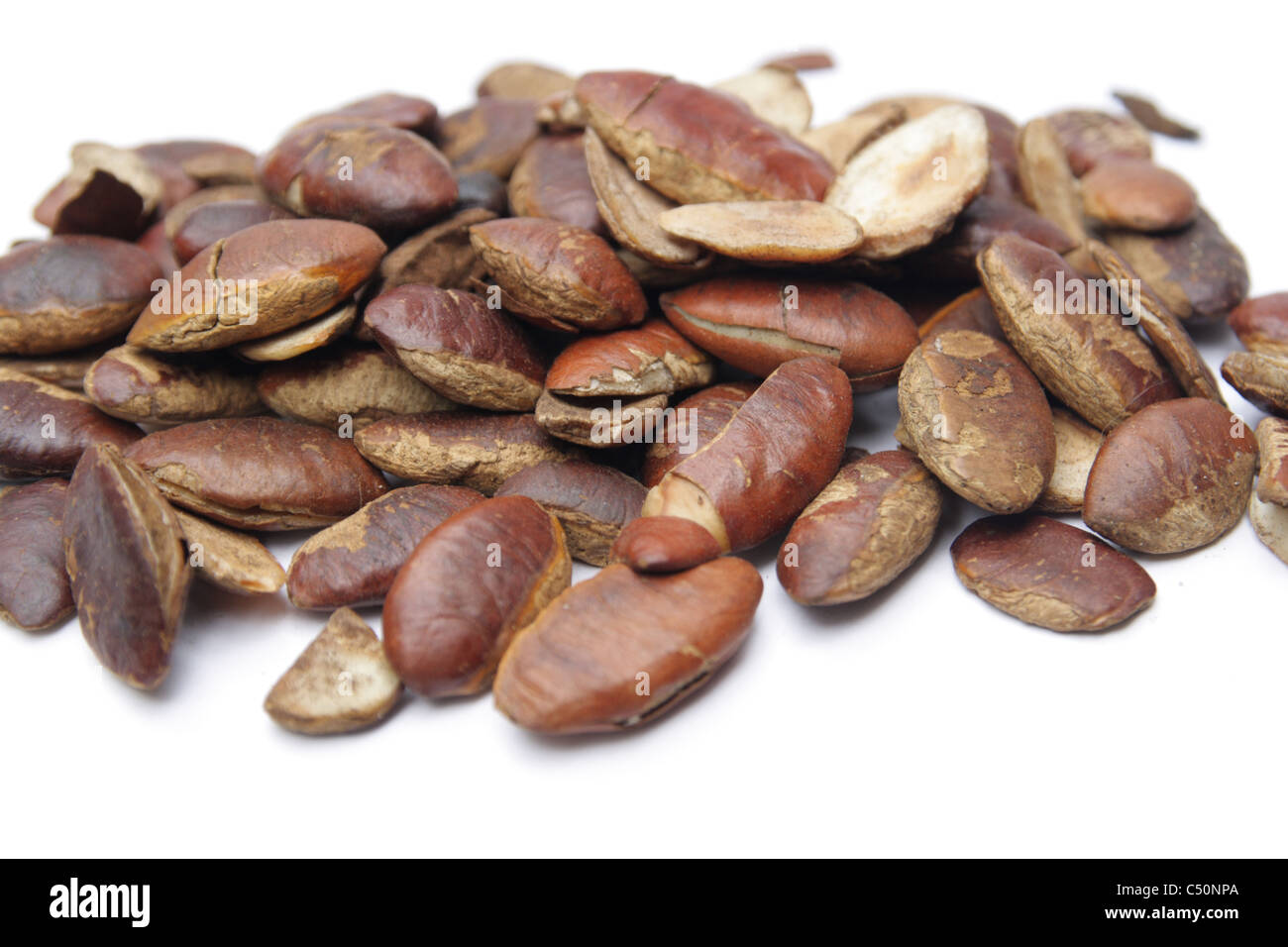Irvingia Malayana nuts , The Barking Deer’s Mango nuts Stock Photo - Alamy