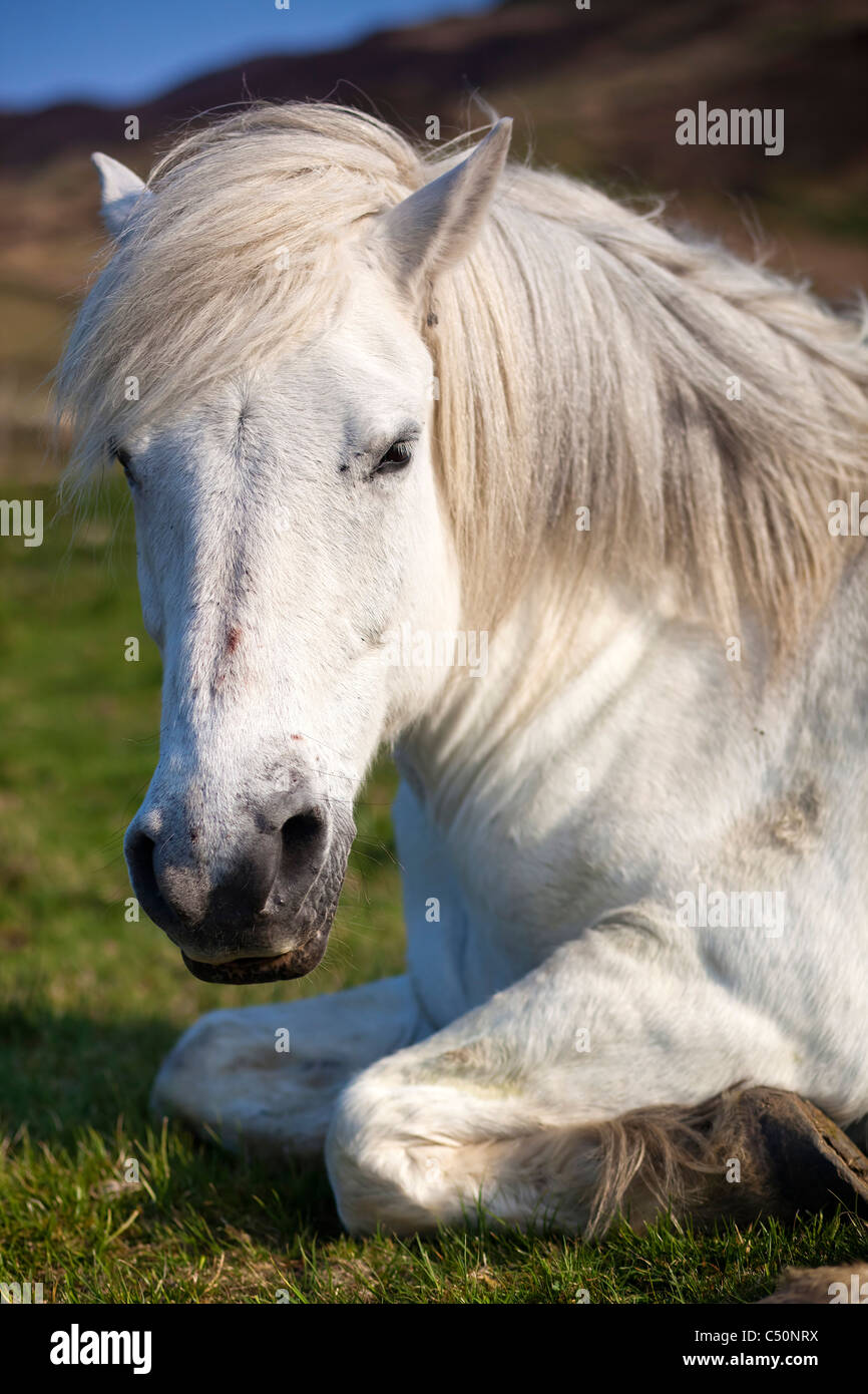 Shetland pony scotland wild hi-res stock photography and images - Alamy