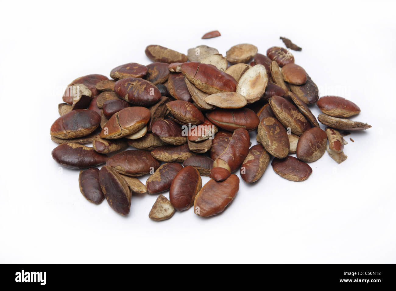 Irvingia Malayana nuts , The Barking Deer’s Mango nuts Stock Photo - Alamy