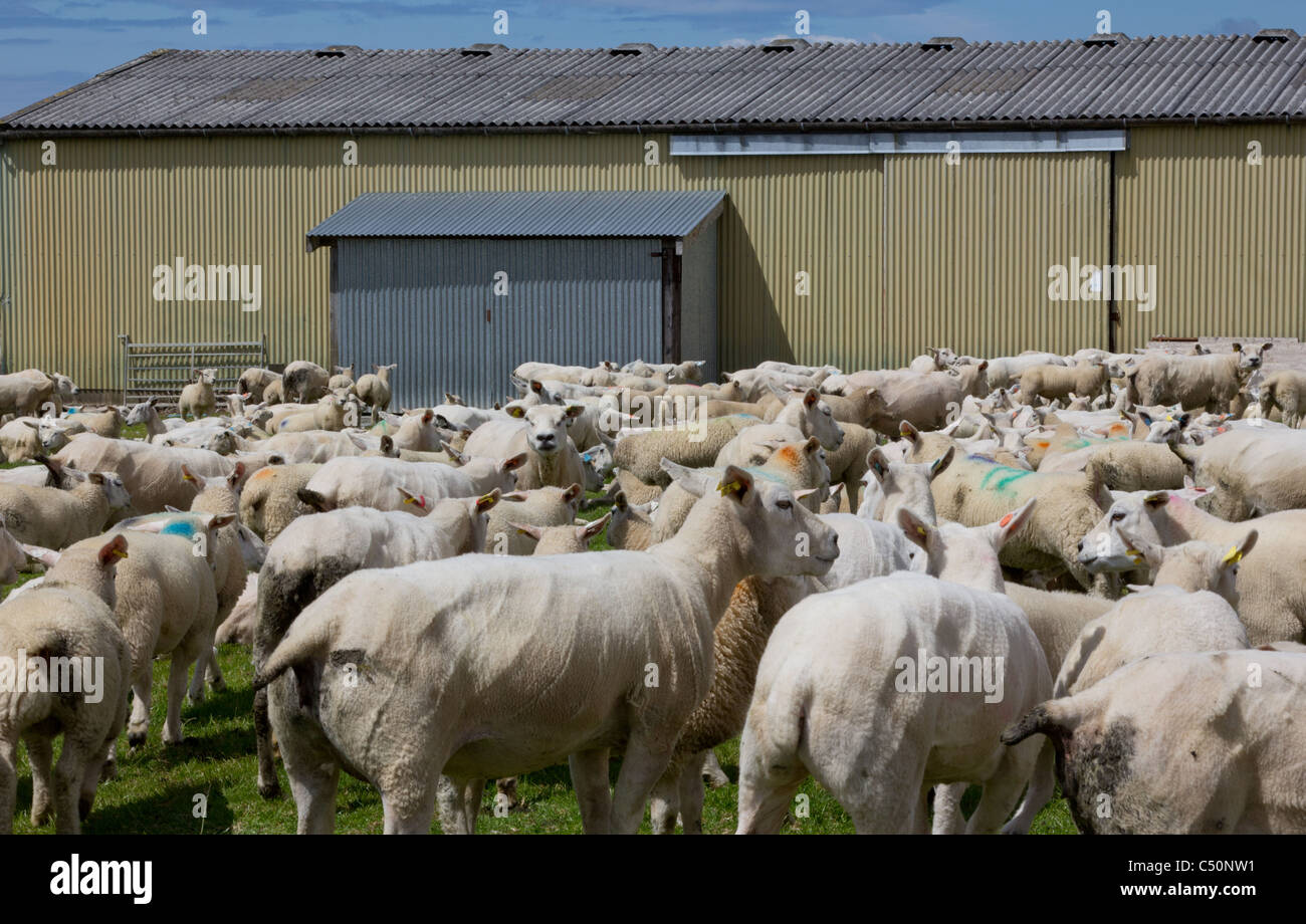 Sheep Shearing Before And After