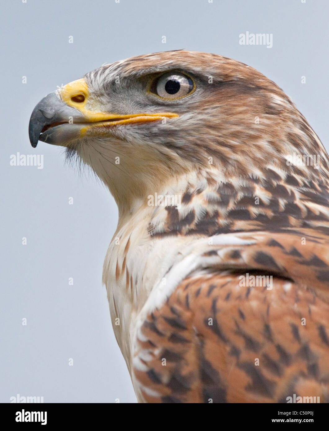 Ferruginous hawk hi-res stock photography and images - Alamy