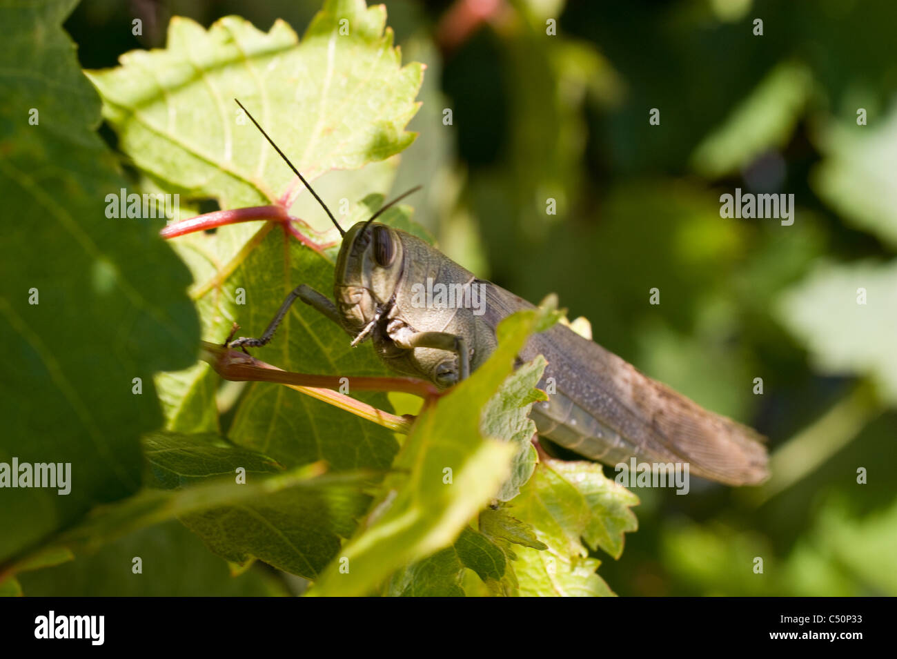 Close up of large Spanish locust INSECT eating a vine leaf ANDALUCIA ...