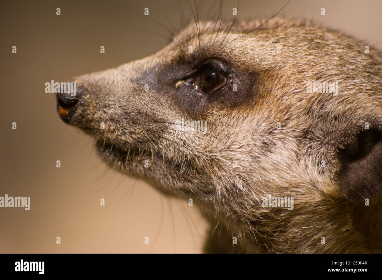 Meercat close up hi-res stock photography and images - Alamy