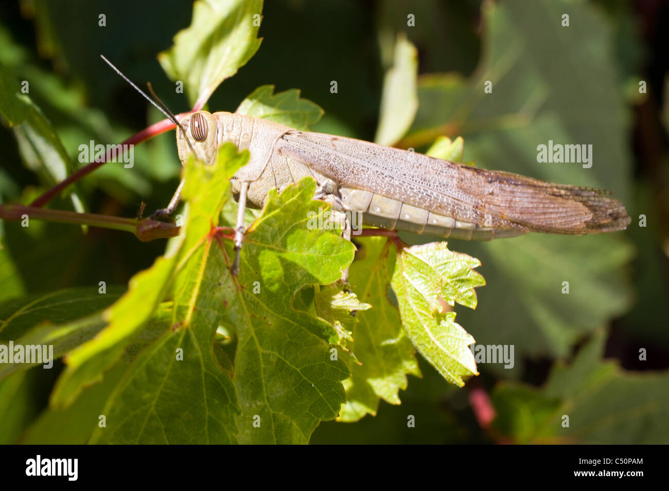 Large vine leaf hi-res stock photography and images - Alamy